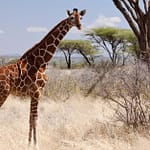 Inside the Lives of Reticulated Giraffes | Unique Traits
