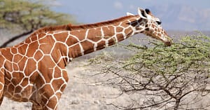 Giraffes vs Drought: Building Climate Resilience for Kenya’s Wildlife