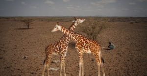 The Plight of the Reticulated Somali Giraffe | Urgent Conservation ...