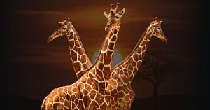 The Plight of the Reticulated Somali Giraffe | Urgent Conservation ...
