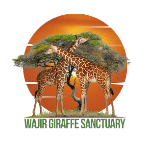 The Plight of the Reticulated Somali Giraffe | Urgent Conservation ...