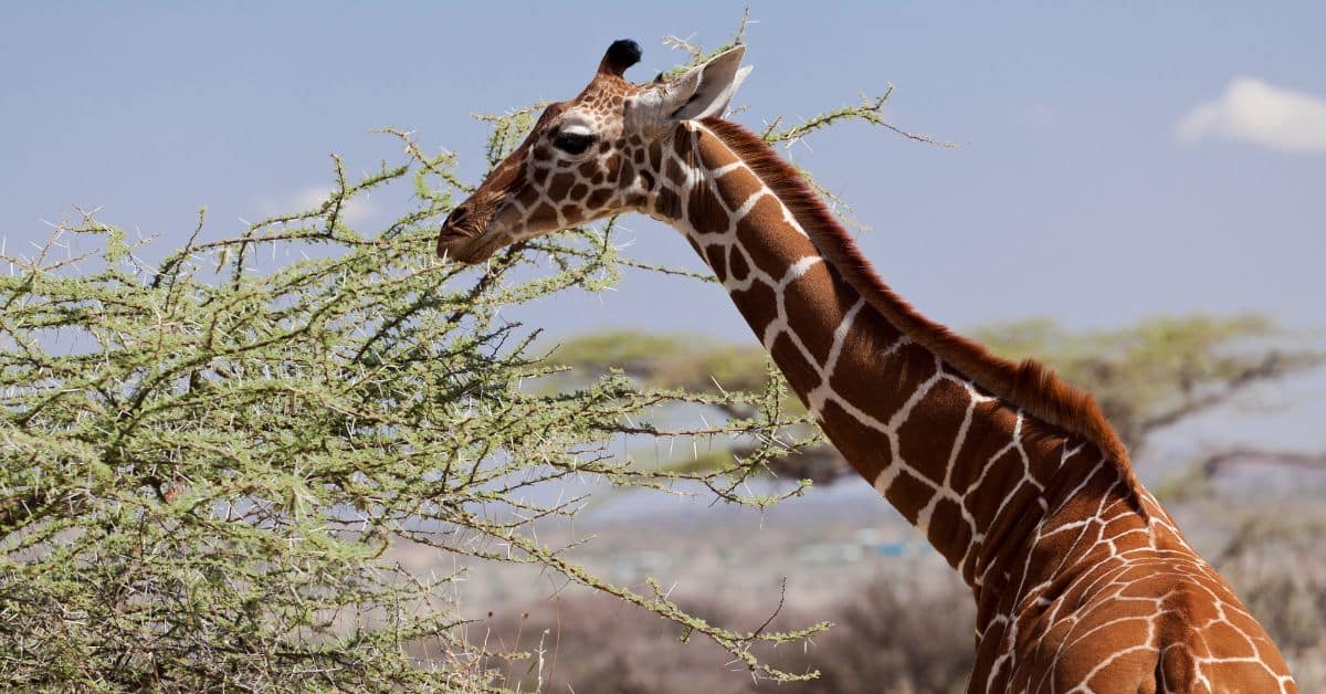 Giraffes vs Drought: Building Climate Resilience for Kenya’s Wildlife